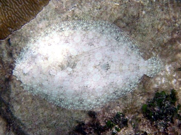 Picture thumbnails group 1